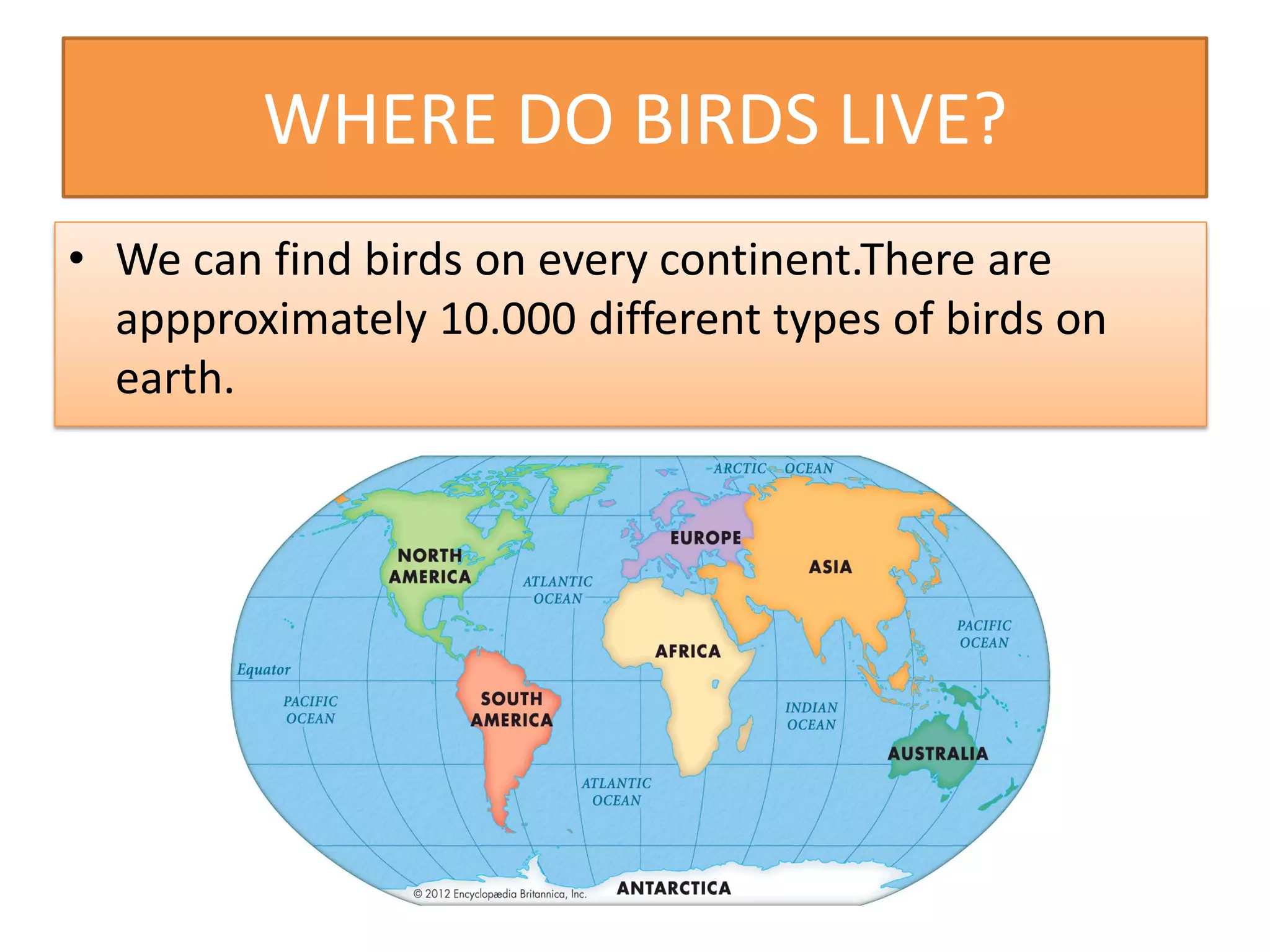 BIRDS | PDF