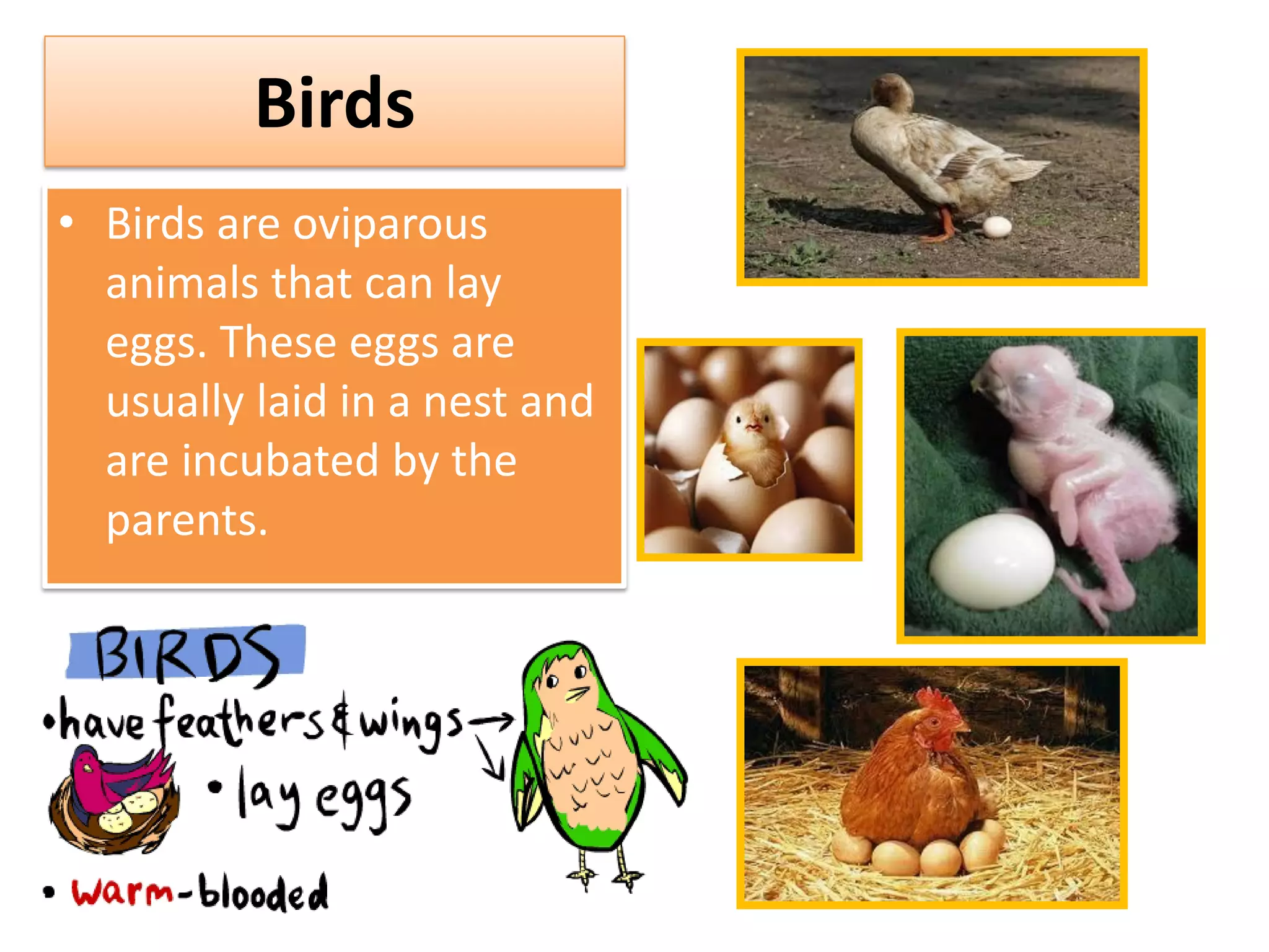 BIRDS | PDF