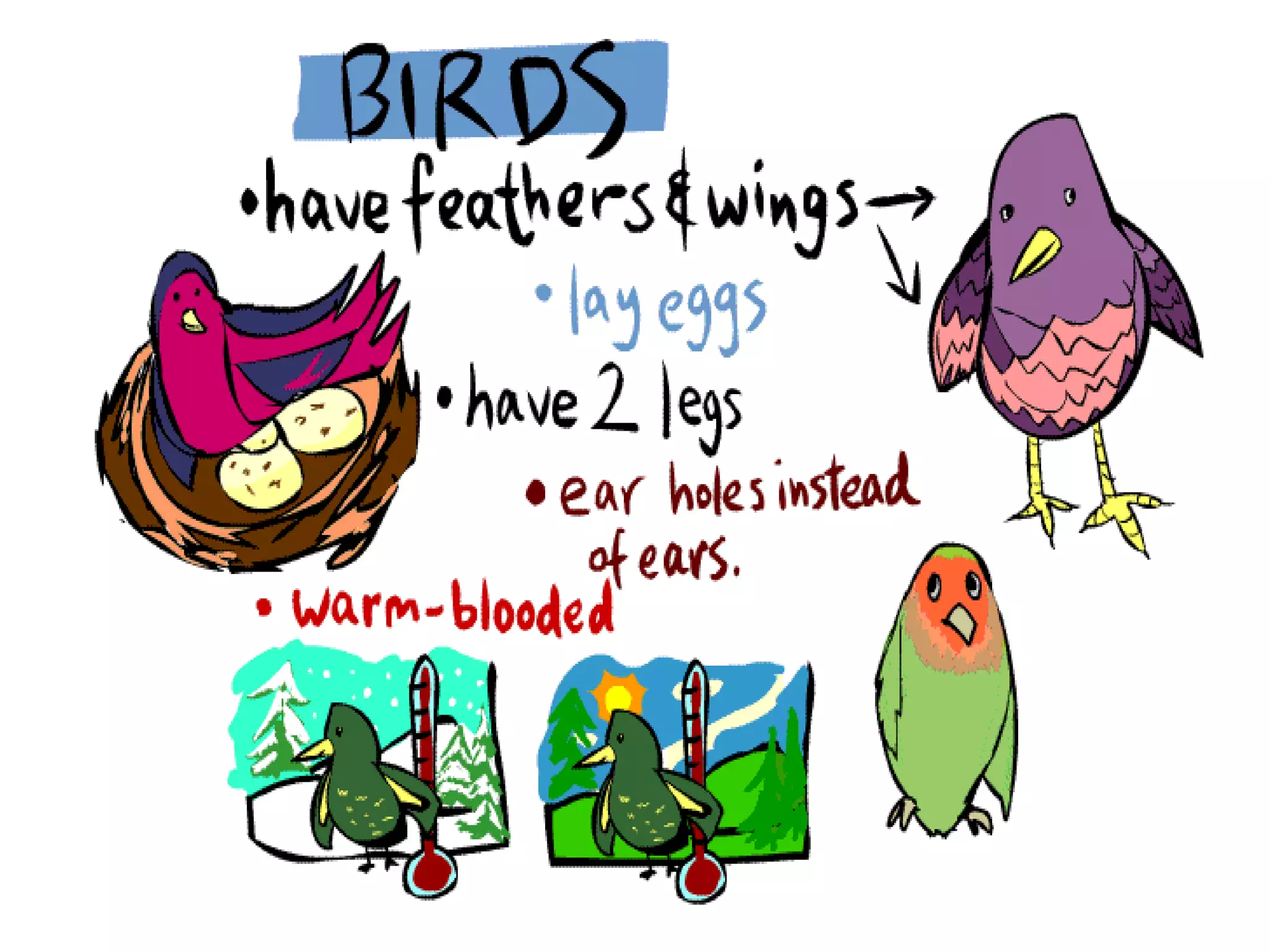 Birds 2 | PPT