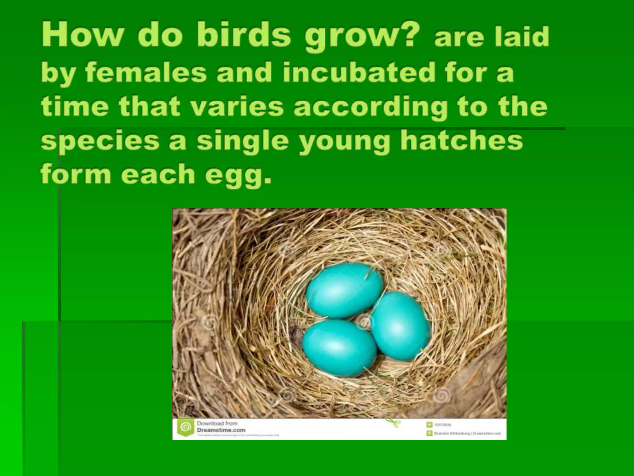 Birds and reptiles | PPTX