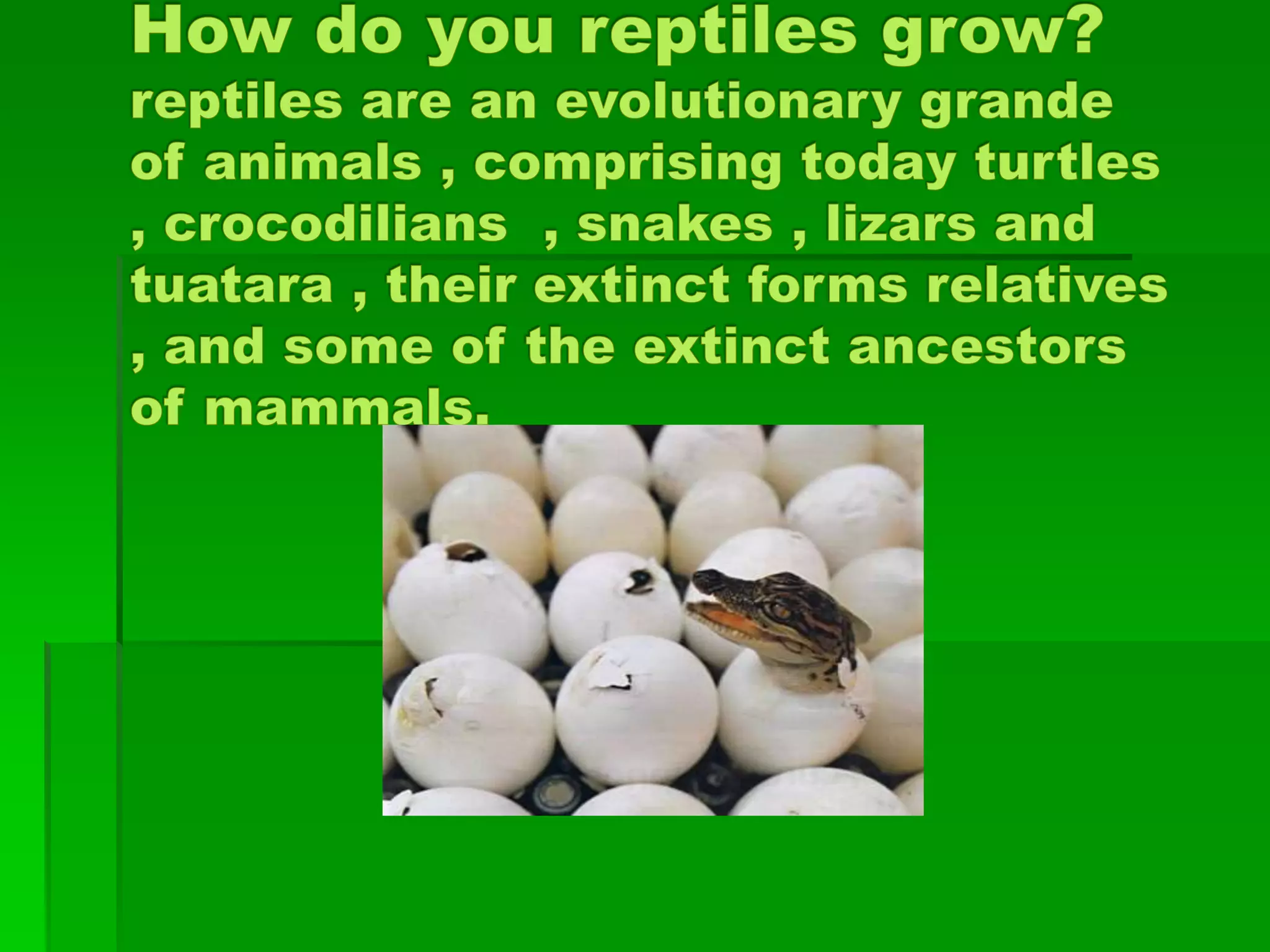 Birds and reptiles | PPTX