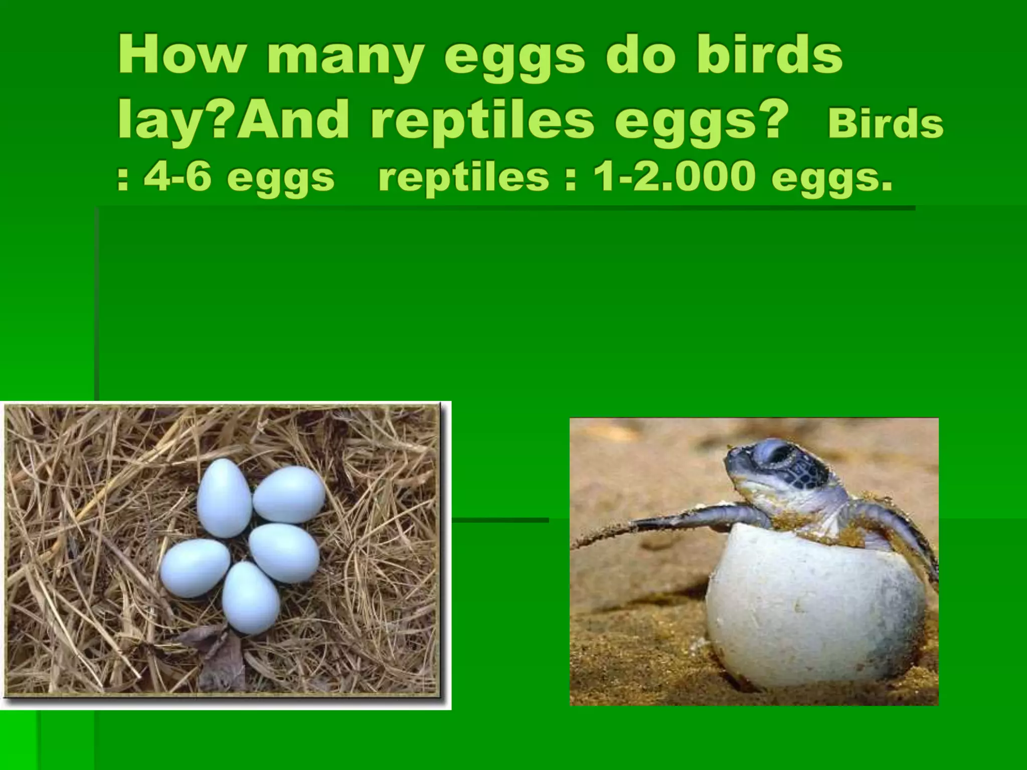 Birds and reptiles | PPT