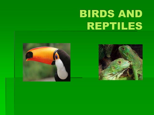 Birds and reptiles | PPT