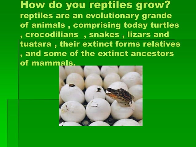 Birds and reptiles | PPTX