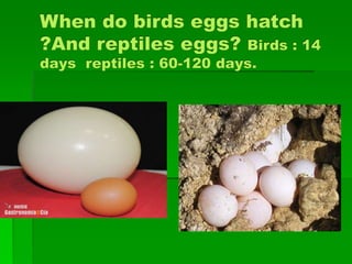 Birds and reptiles | PPTX