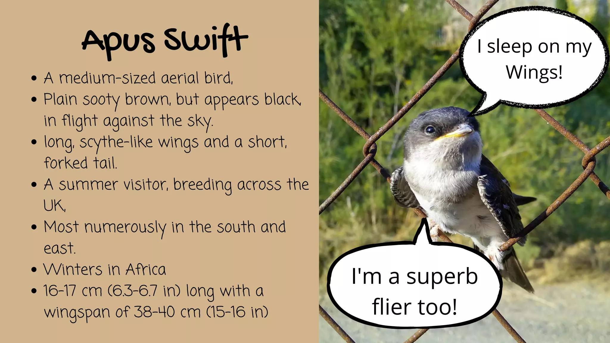 Birds and their wingspan | PDF