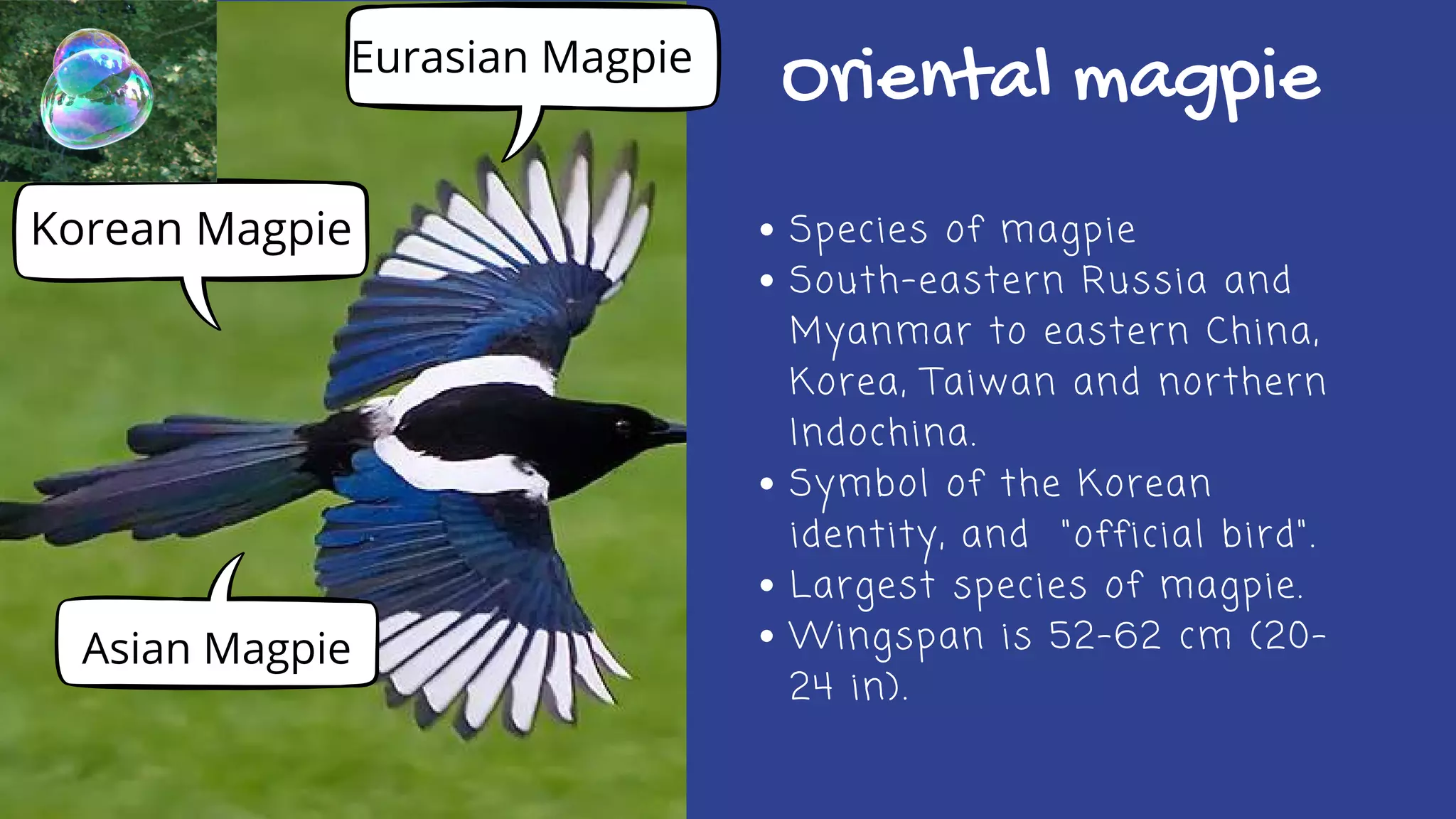 Birds and their wingspan | PDF