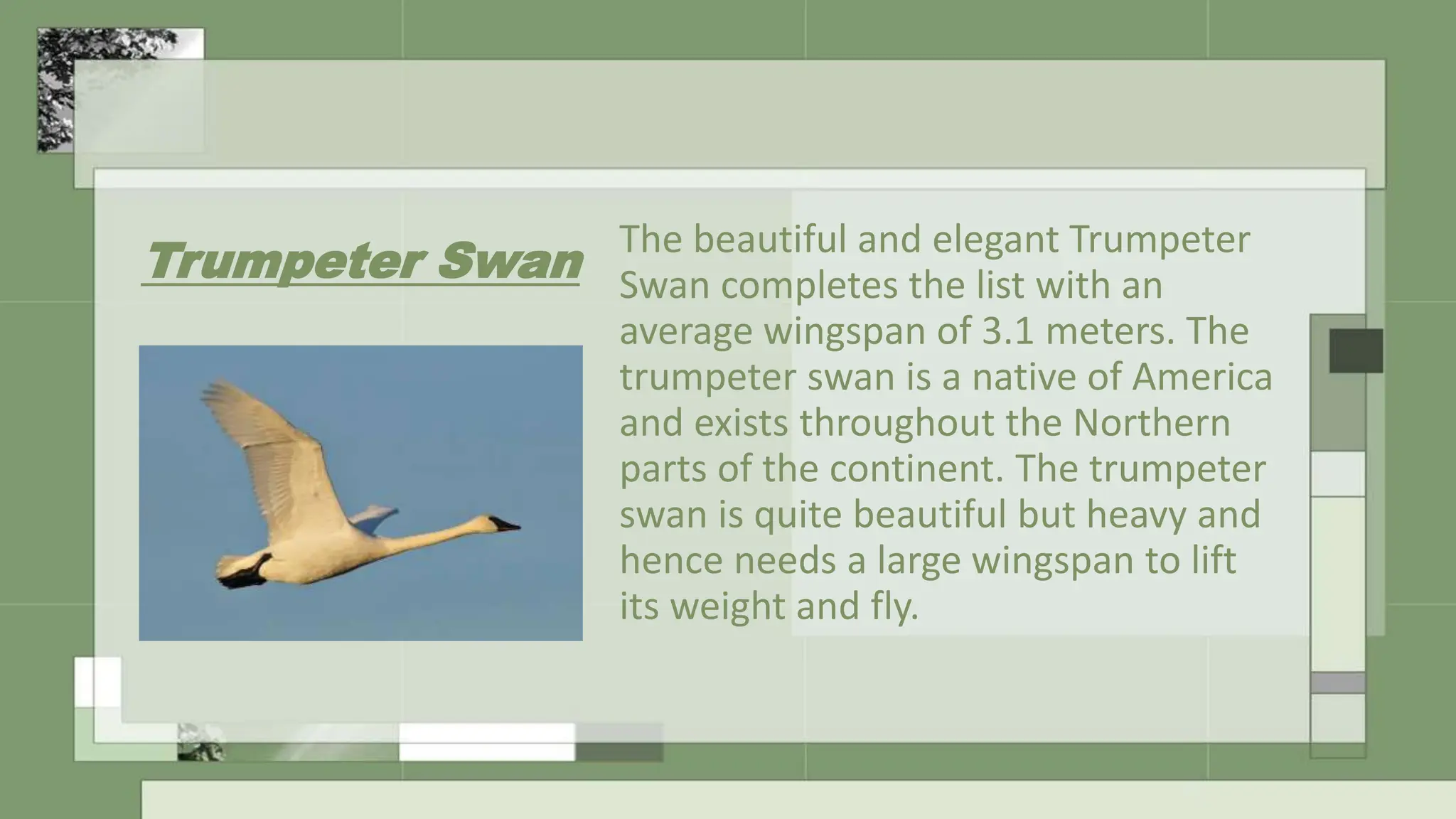Birds and their wingspan class 10 cbse.pptx