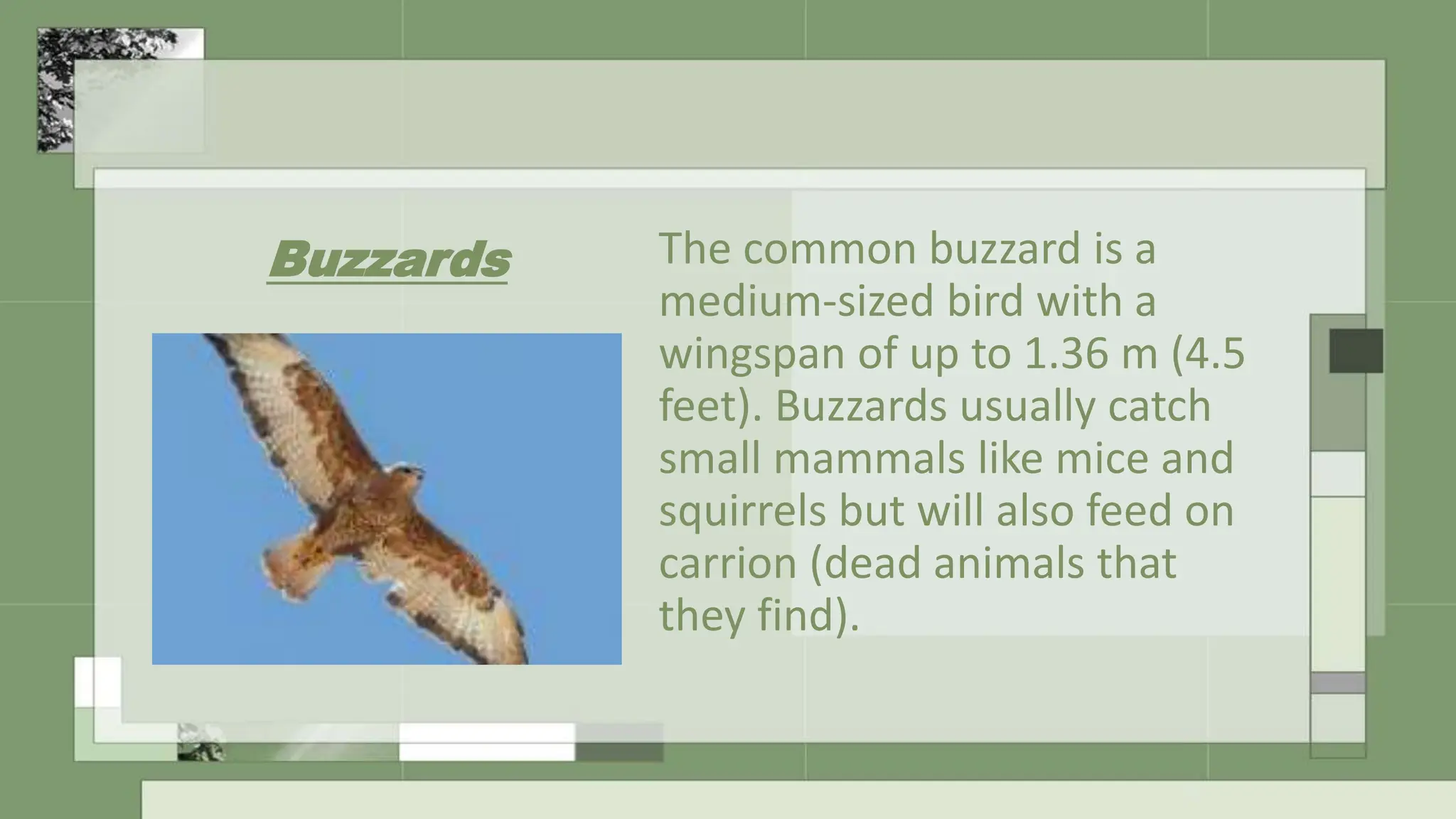 Birds and their wingspan class 10 cbse.pptx