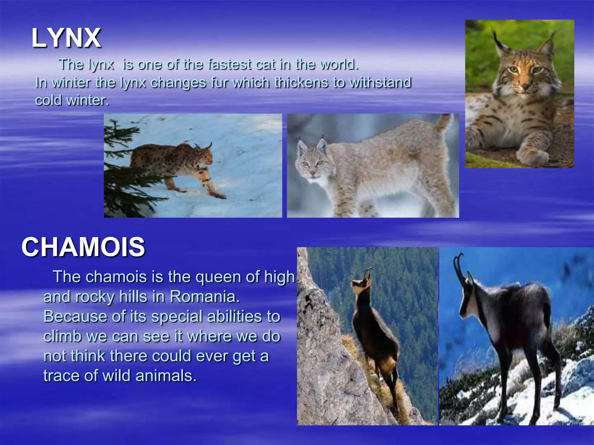 Birds and wild animals romania | PPSX