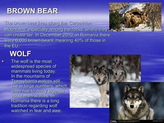 Birds and wild animals romania | PPT