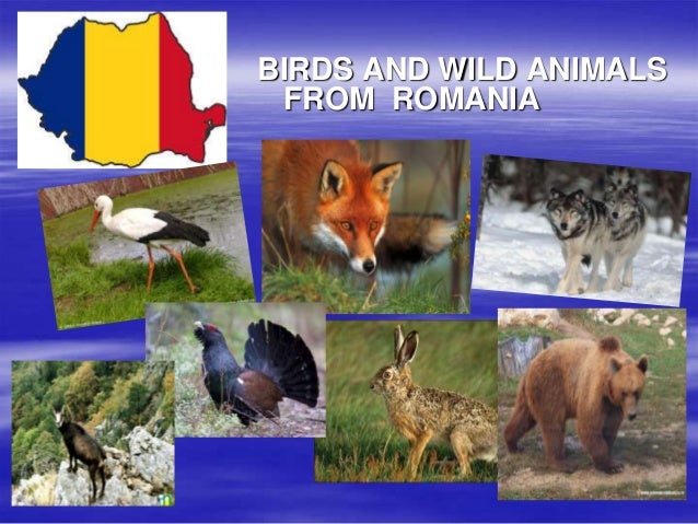 Birds and wild animals romania