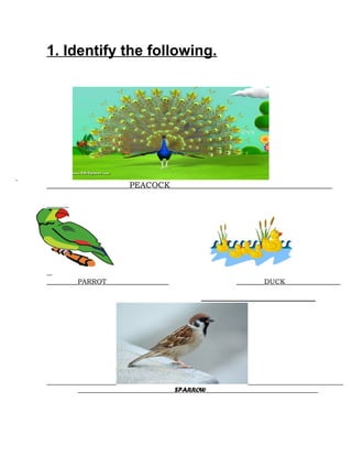Birds (answer sheet) | PDF
