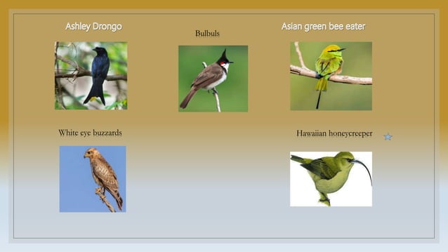 Birds around us [Autosaved].pptx