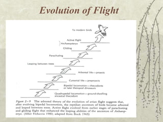 Birds as glorified reptiles | PPTX