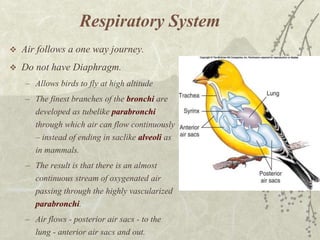 Birds as glorified reptiles | PPTX