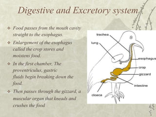 Bird Excretory System