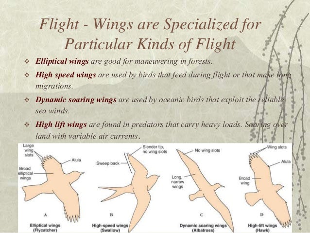 Birds as glorified reptiles