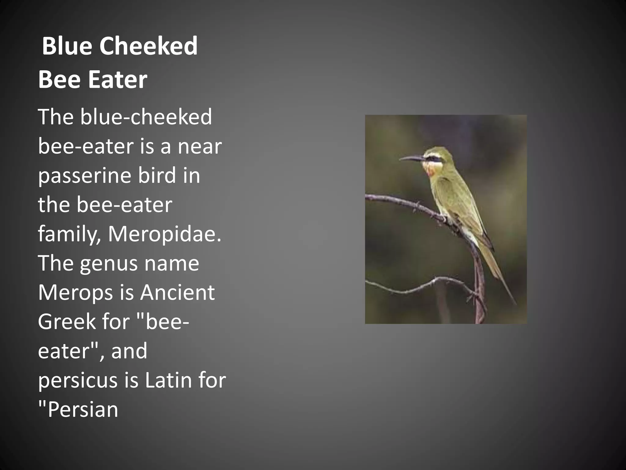 Birds bee eaters | PPTX