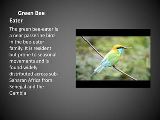 Birds bee eaters | PPTX