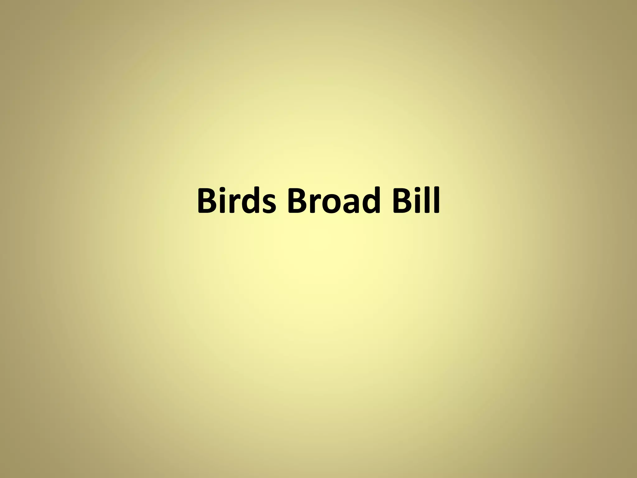 Birds broad bill | PPTX