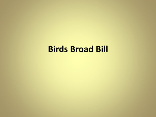 Birds broad bill | PPT