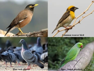 Birds control techniques | PPT