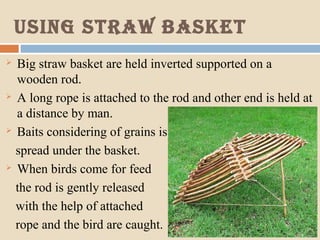 Birds control techniques | PPT