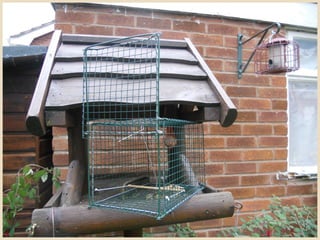 Birds control techniques | PPT