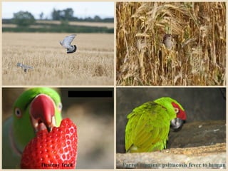 Birds control techniques | PPT