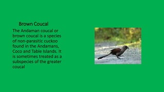 Birds coucal | PPTX