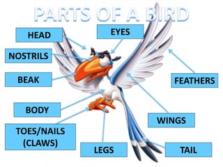 Birds disney | PPTX