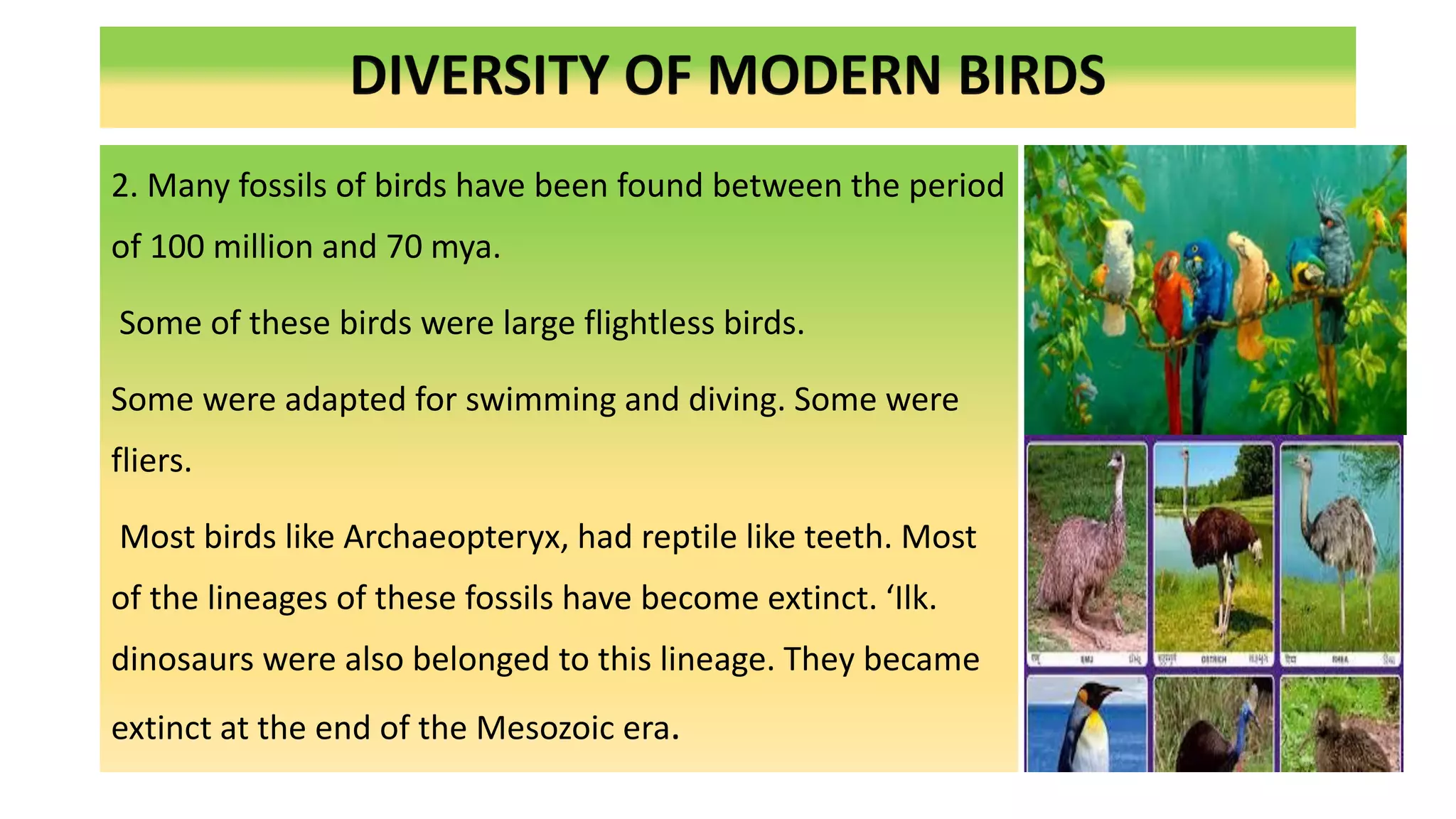 Birds, evolutionary prospective | PDF