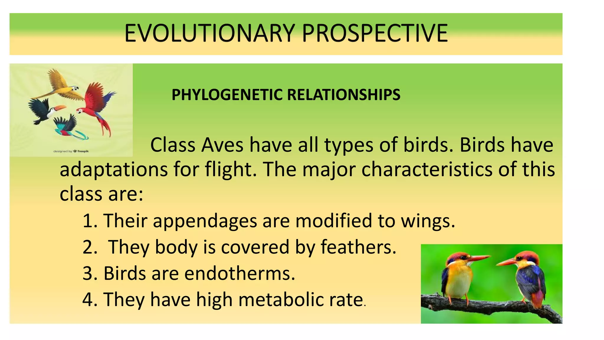 Birds, evolutionary prospective | PPT