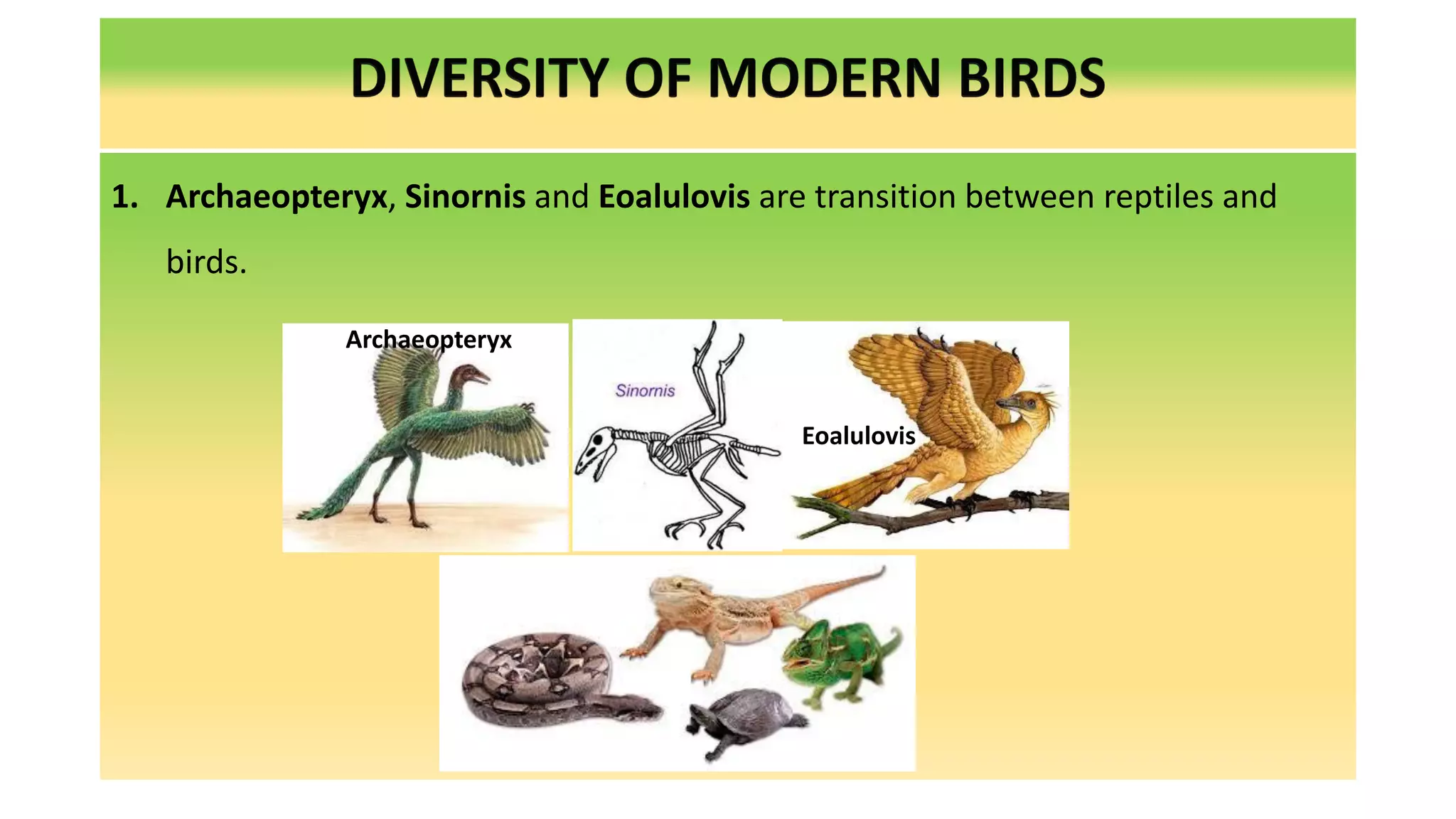 Birds, evolutionary prospective | PDF