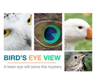 Bird's Eye View Powerpoint Game | PPT