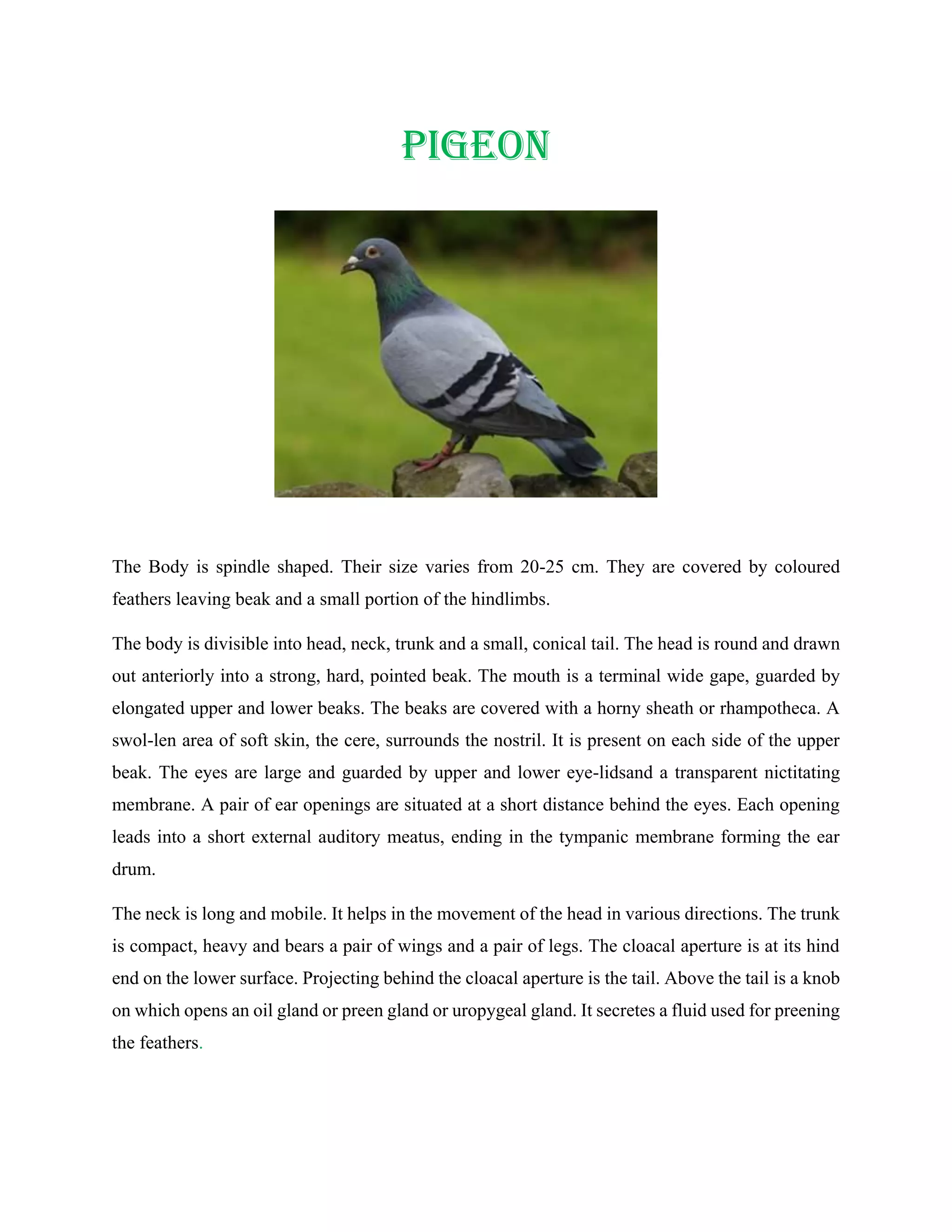 Birds features | PDF