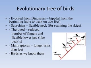 Birds 10-3 | PPT