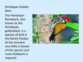 Birds golden back | PPT