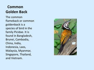 Birds golden back | PPT