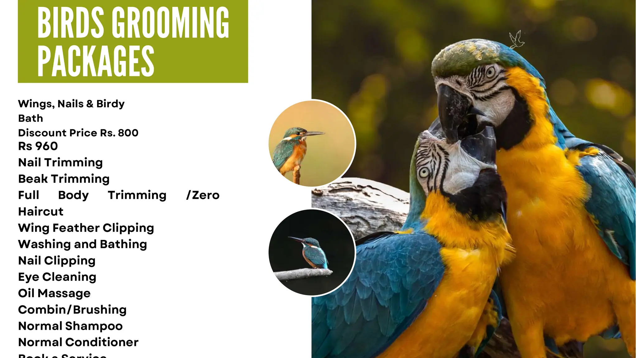 Grooming of birds is important best Birds Grooming Service in Delhi | PPT