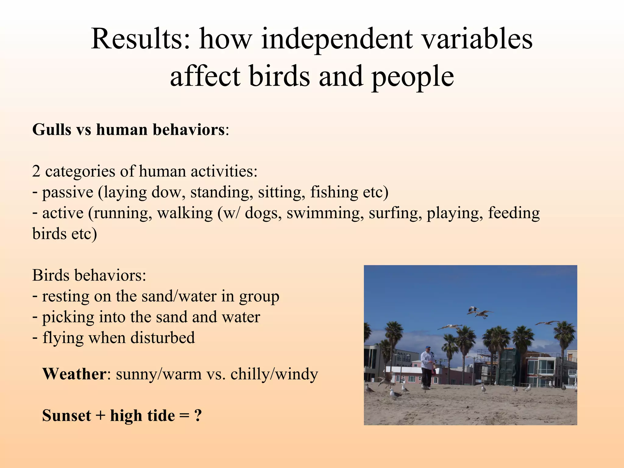 Birds and Human Interaction on the Beach | PPT