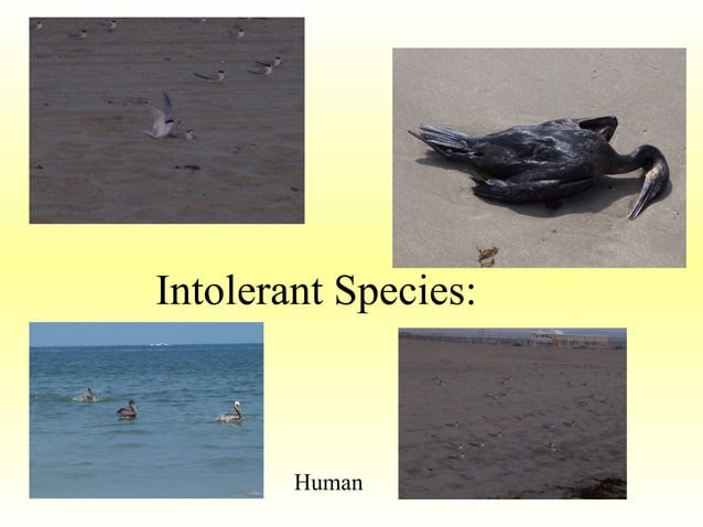 Birds and Human Interaction on the Beach | PPT