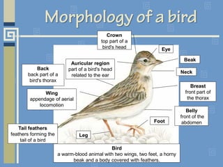 Birds in arenzano | PDF