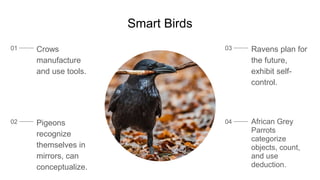 Birds in Business - learn what really matters | PPT