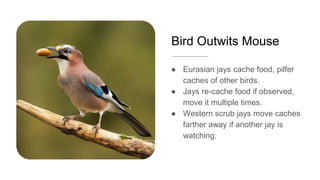 Birds in Business - learn what really matters | PPTX