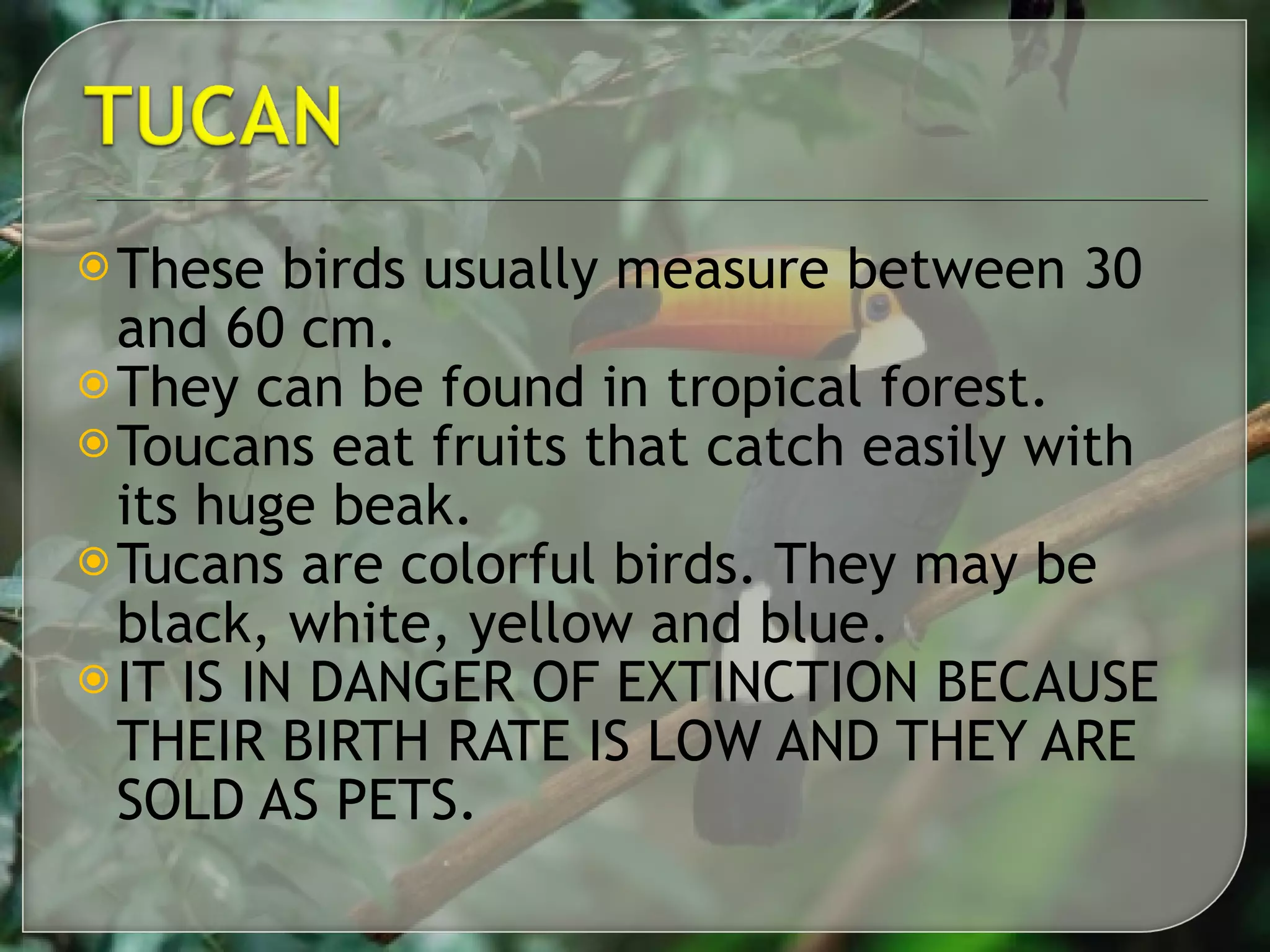 Birds in danger of extinction | PPT