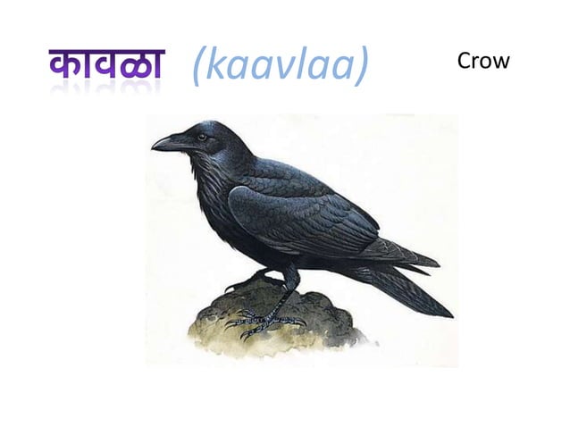 Birds in marathi | PPTX