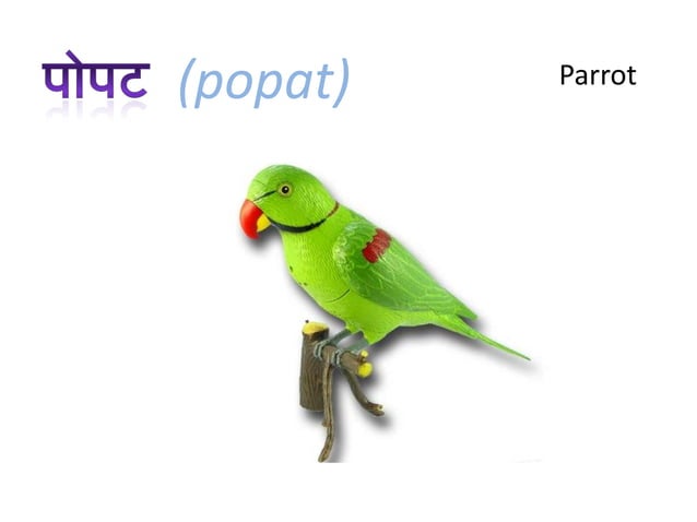 Birds in marathi | PPTX
