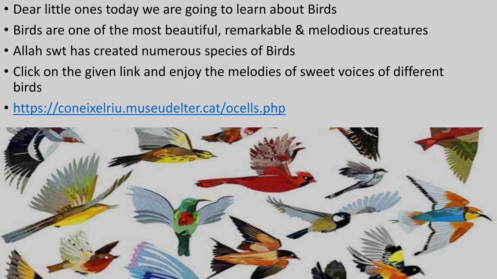 Birds in Quran.pptx check out diff birds | PPTX